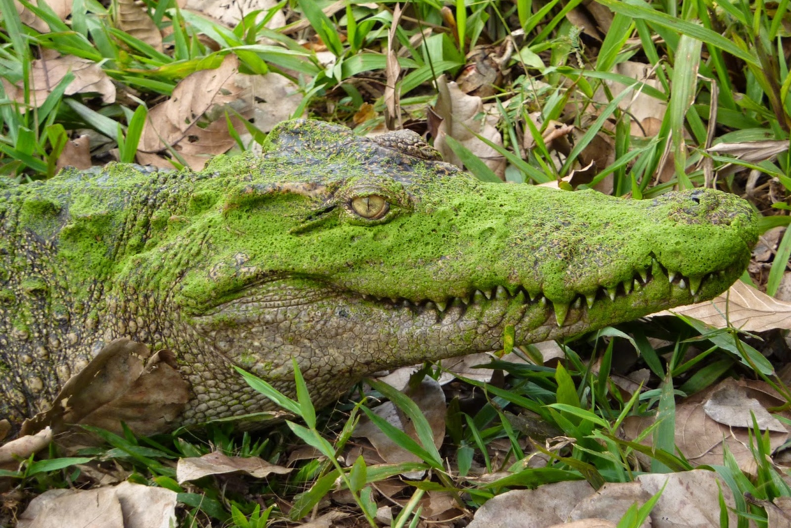 Discover wildlife of singing crocodiles in Nam Cat Tien dirt bike tour